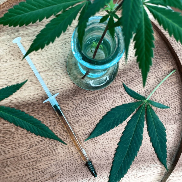 Blog - The Healing Rose